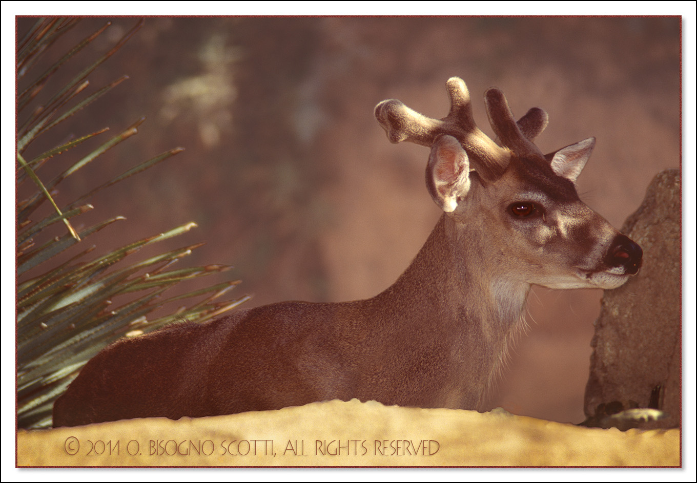 Velveted Coues Deer, Photography by O. Bisogno Scotti