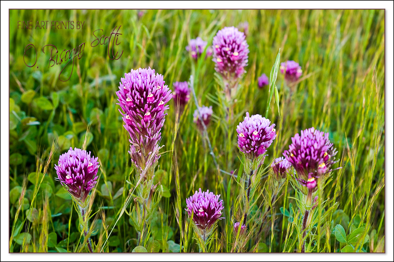 Purple Owl's Clover at Carrizo Plain, Photography by O. Bisogno Scotti